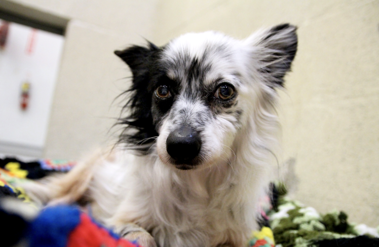 How Animal Shelters Help Control Overpopulation and Prevent Abandonment ...